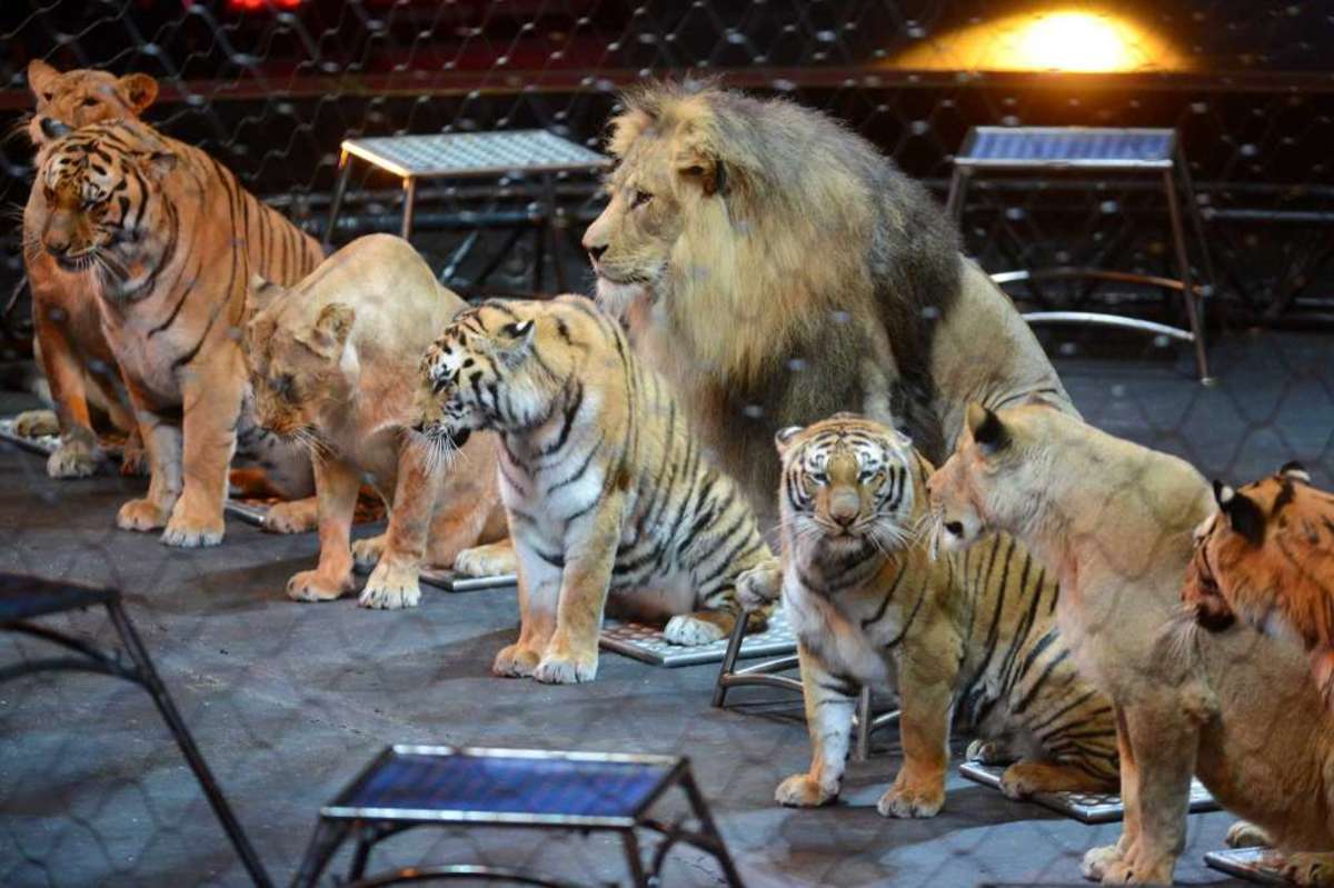 Alexander Lacey: Big Cat Trainer and Animal Lover - HubPages