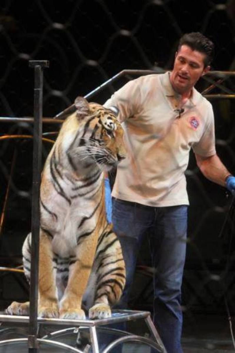 Alexander Lacey: Big Cat Trainer and Animal Lover - HubPages