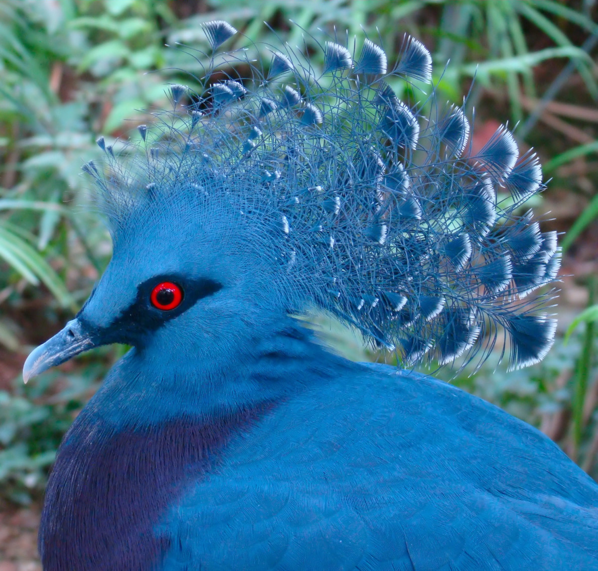The World's 11 Most Beautiful Birds - HubPages