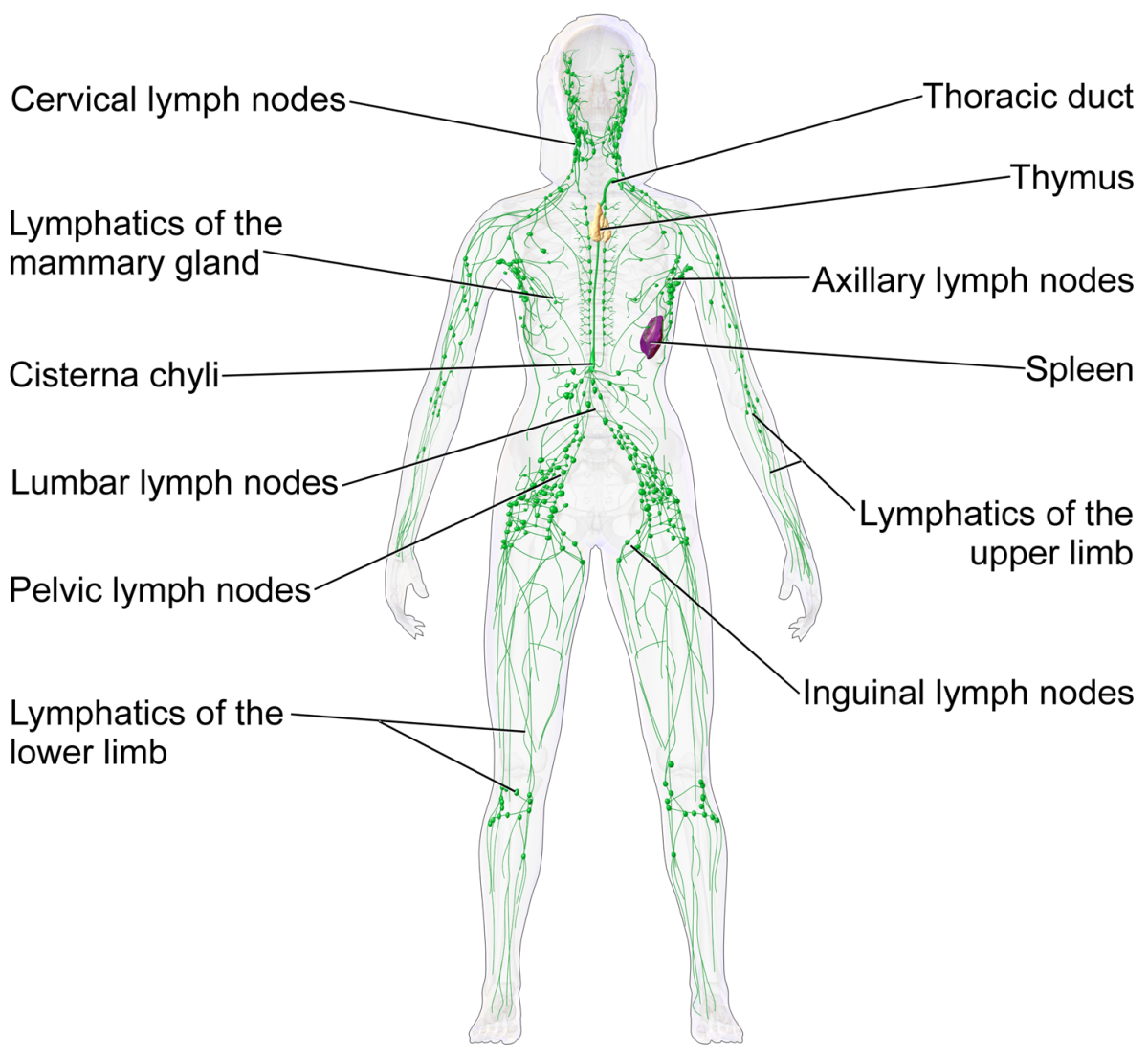 Interstitial Fluid And The Interstitium Formation And Function Owlcation