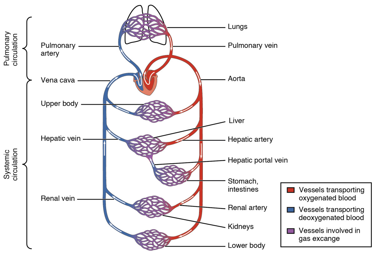 Interstitial Fluid And The Interstitium Formation And Function Owlcation