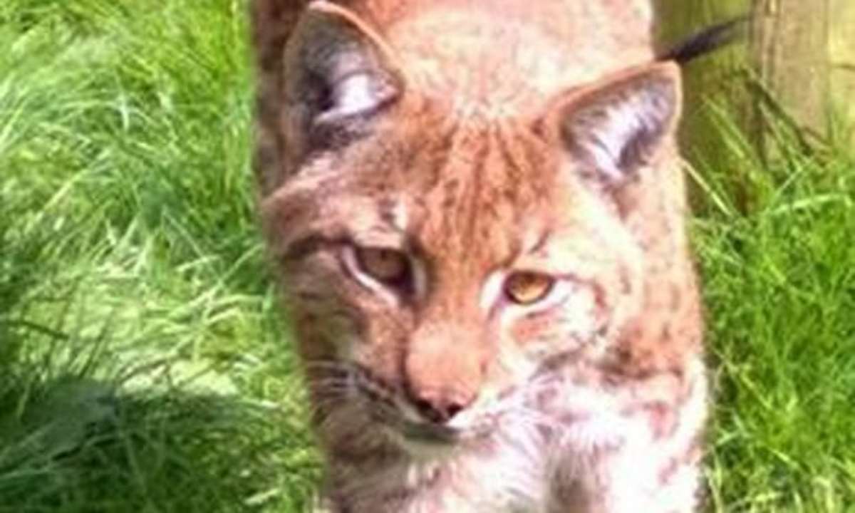 Alien Big Cats: The Beast of Bodmin Moor and the Beast of Buchan - HubPages