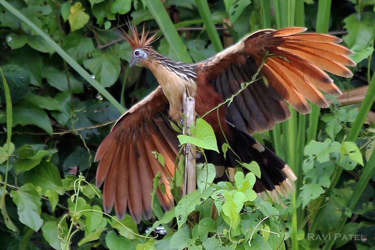 These Adorable Amazonians Will Leave You Wanting to Save the Rainforest ...