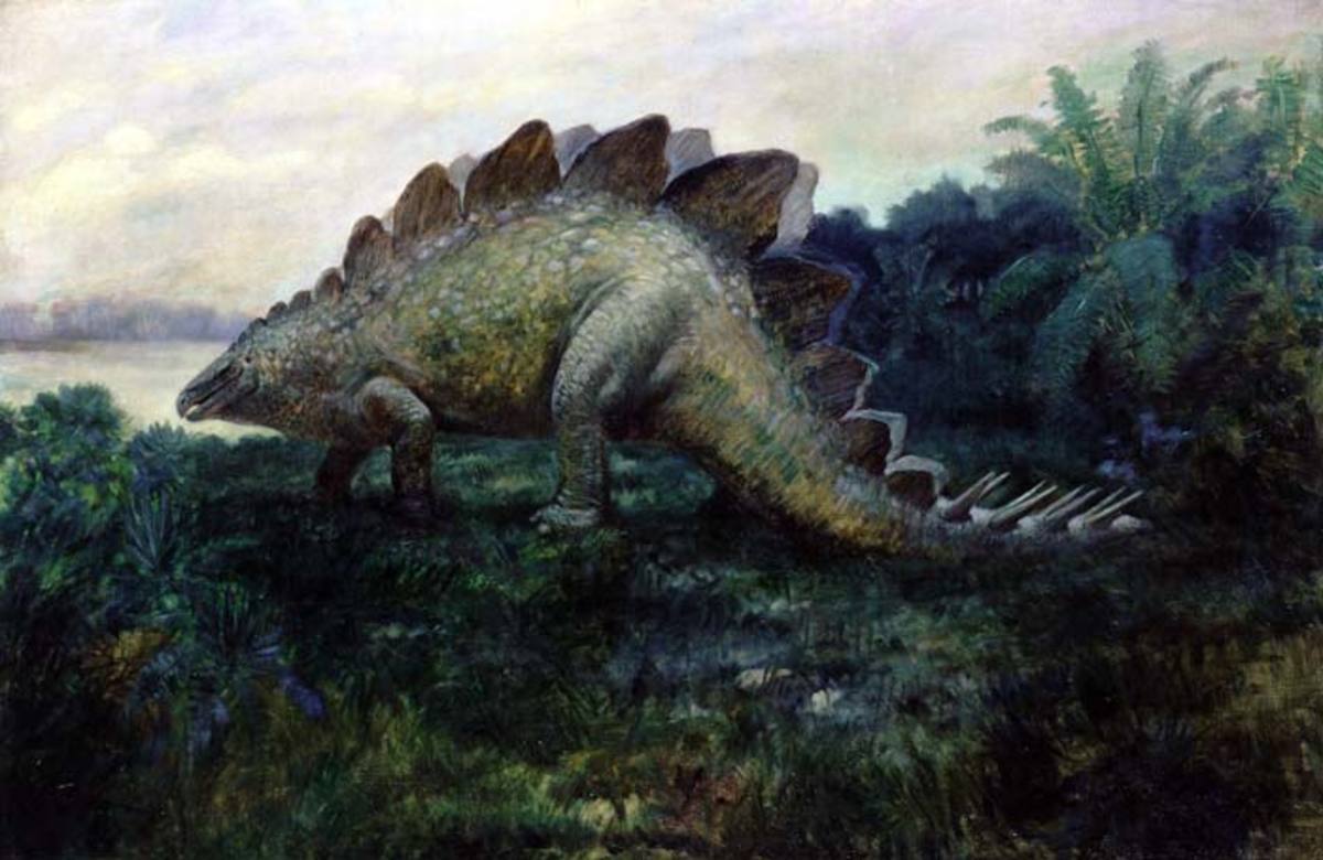 10 Amazing Facts You Probably Didn't Know About Stegosauruses - HubPages