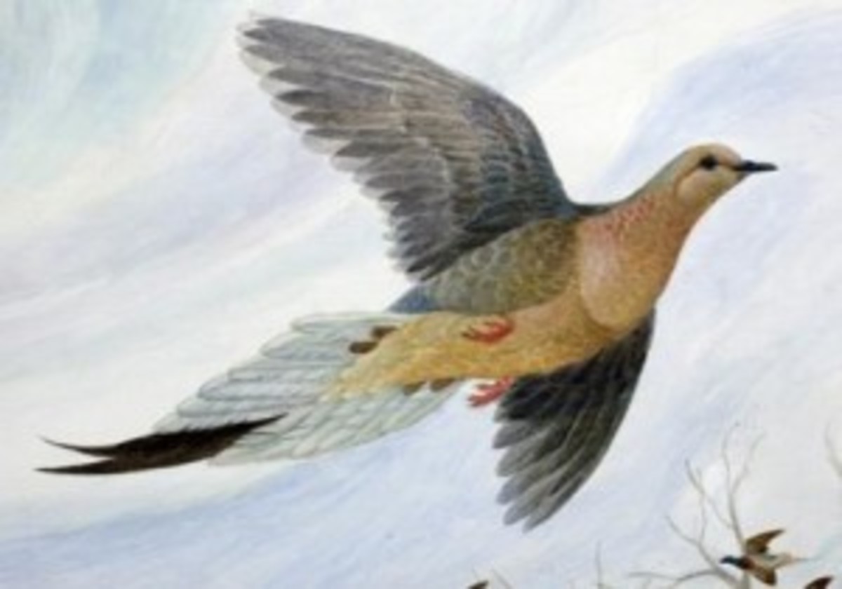 The Story of Extinct Passenger Pigeons and Their Possible "De ...