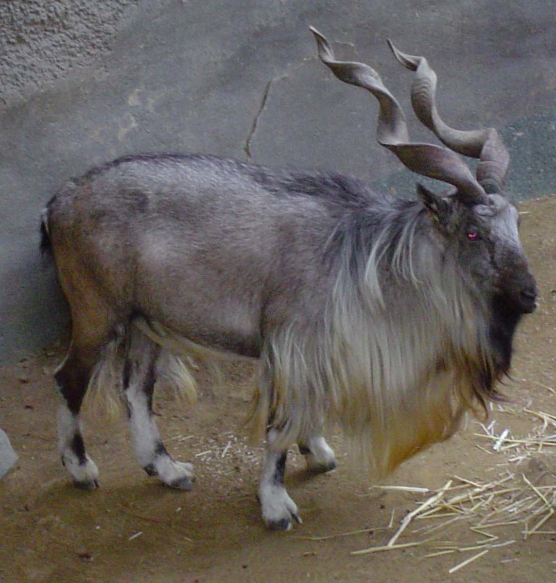 Top 10 Facts About Markhors - HubPages