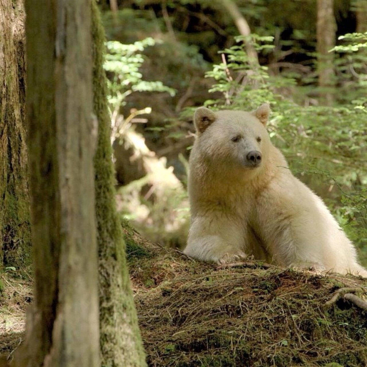 White Kermode or Spirit Bear: Official Mammal of B.C. - Owlcation