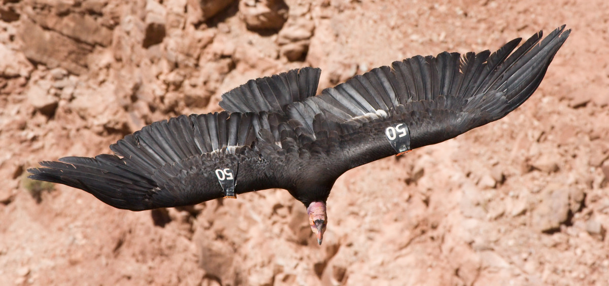 Everything You Need to Know About the California Condor - HubPages