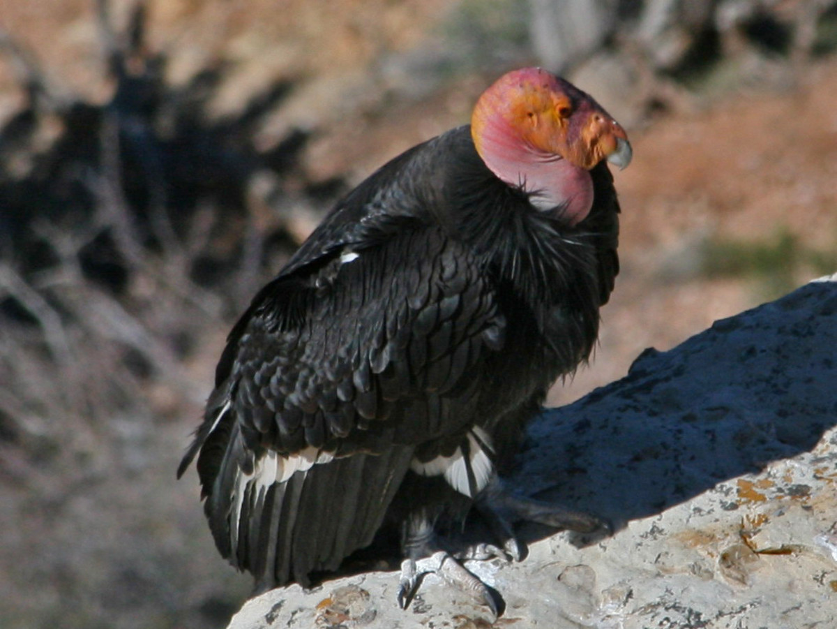 Everything You Need to Know About the California Condor - HubPages