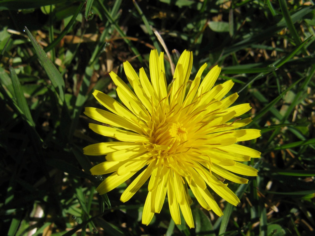 8 Lovely B.C. Plants That Flower in Spring: Photos and Facts - Owlcation