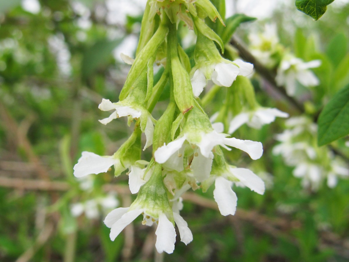 8 Lovely B.C. Plants That Flower in Spring: Photos and Facts - Owlcation