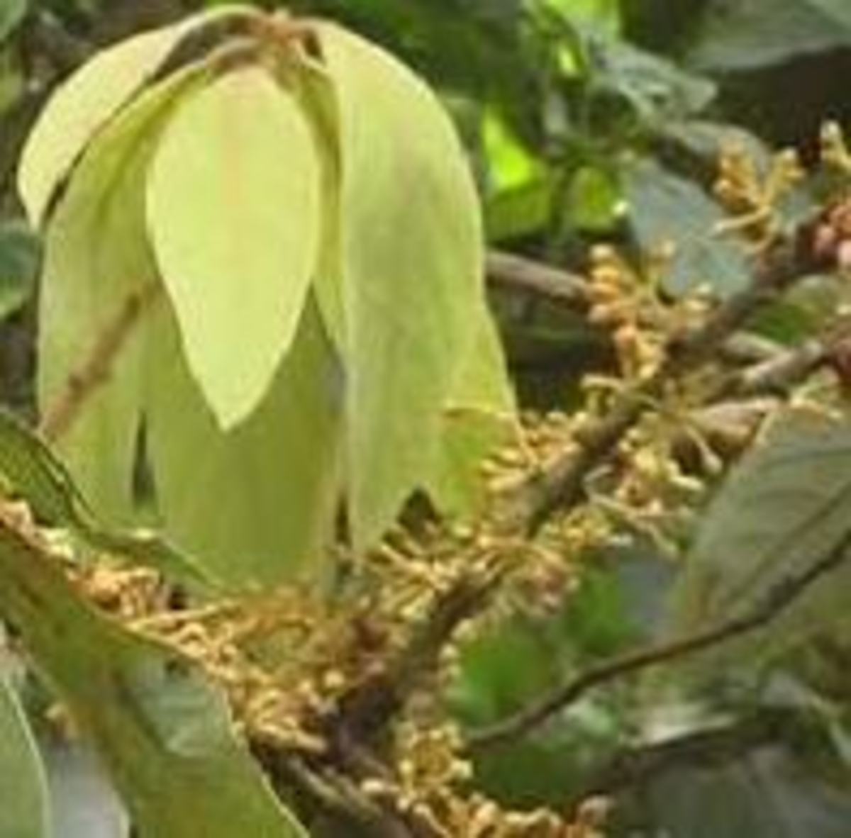 List of Rare and Endangered Indian Plants - Owlcation