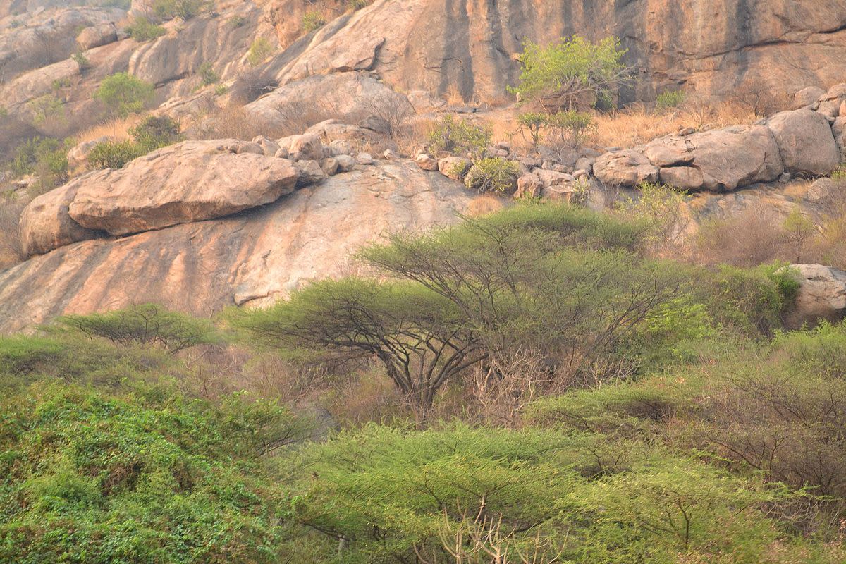 Top 10 Rare Plants in India With Photos - Owlcation