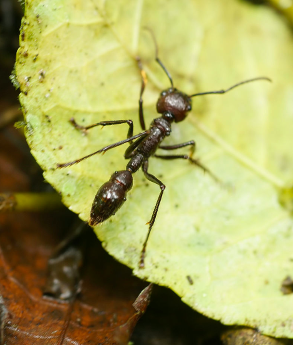 ants in southwest virginia