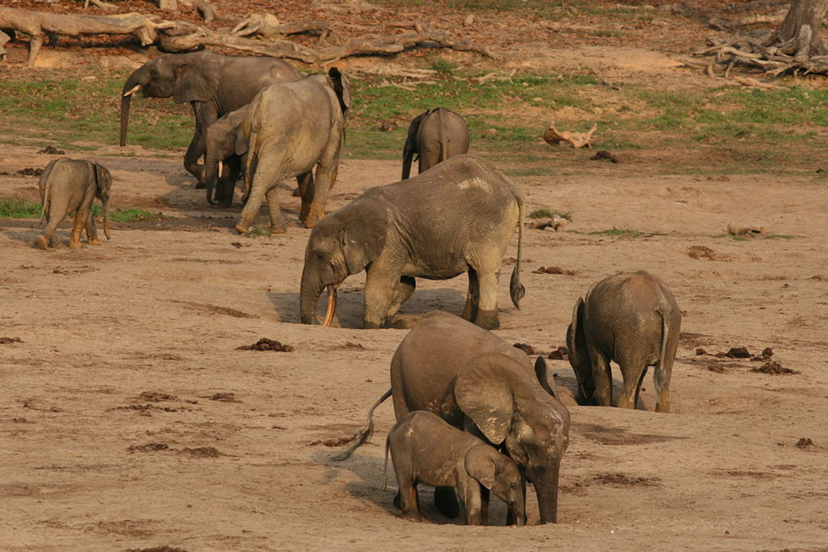The Forest Elephant and Its Importance for the Environment - HubPages