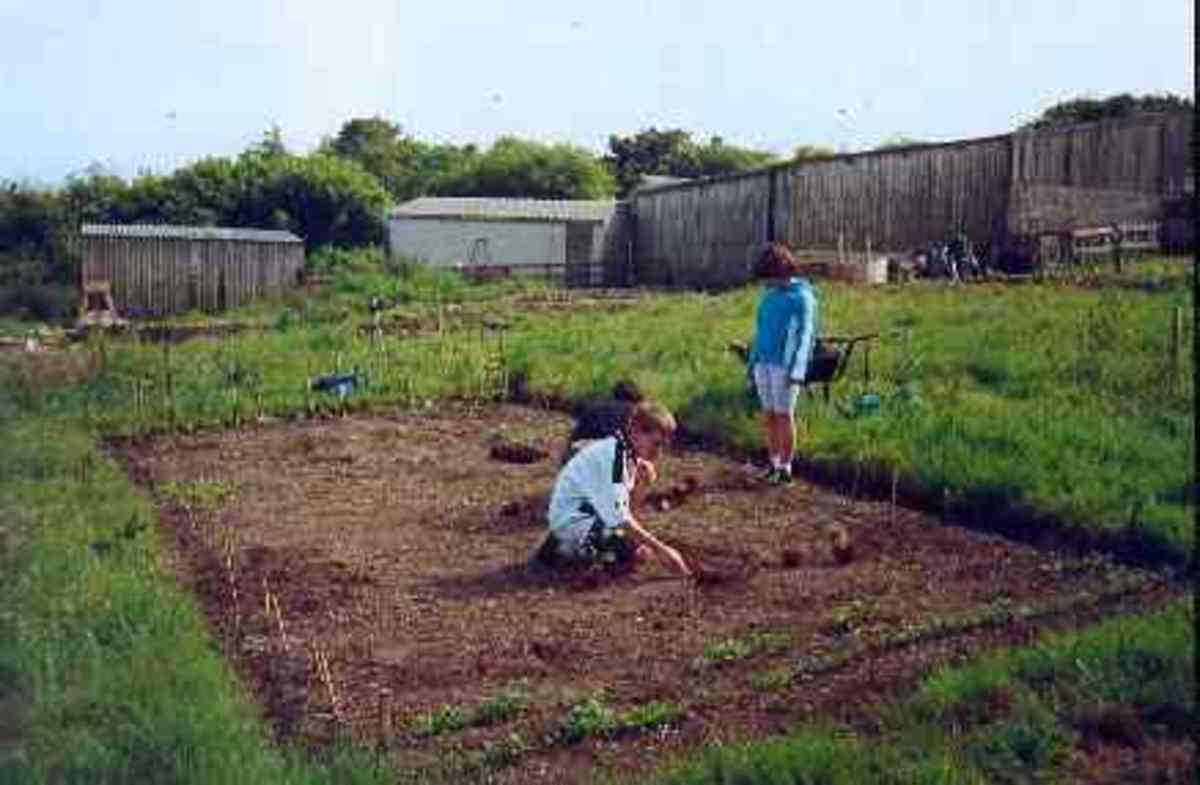 Classroom Activities and Experiments to Interest Kids in Plants - HubPages