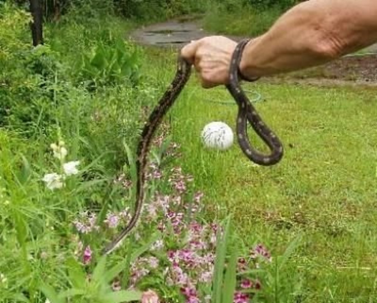 What You Should Know About Rat Snakes in Louisiana - HubPages