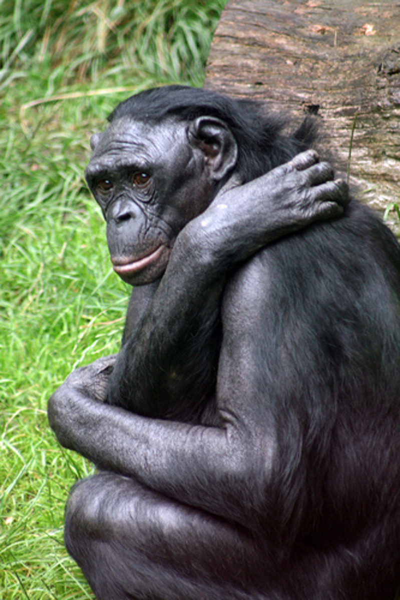 Top 10 Most Endangered Animals and Species - HubPages