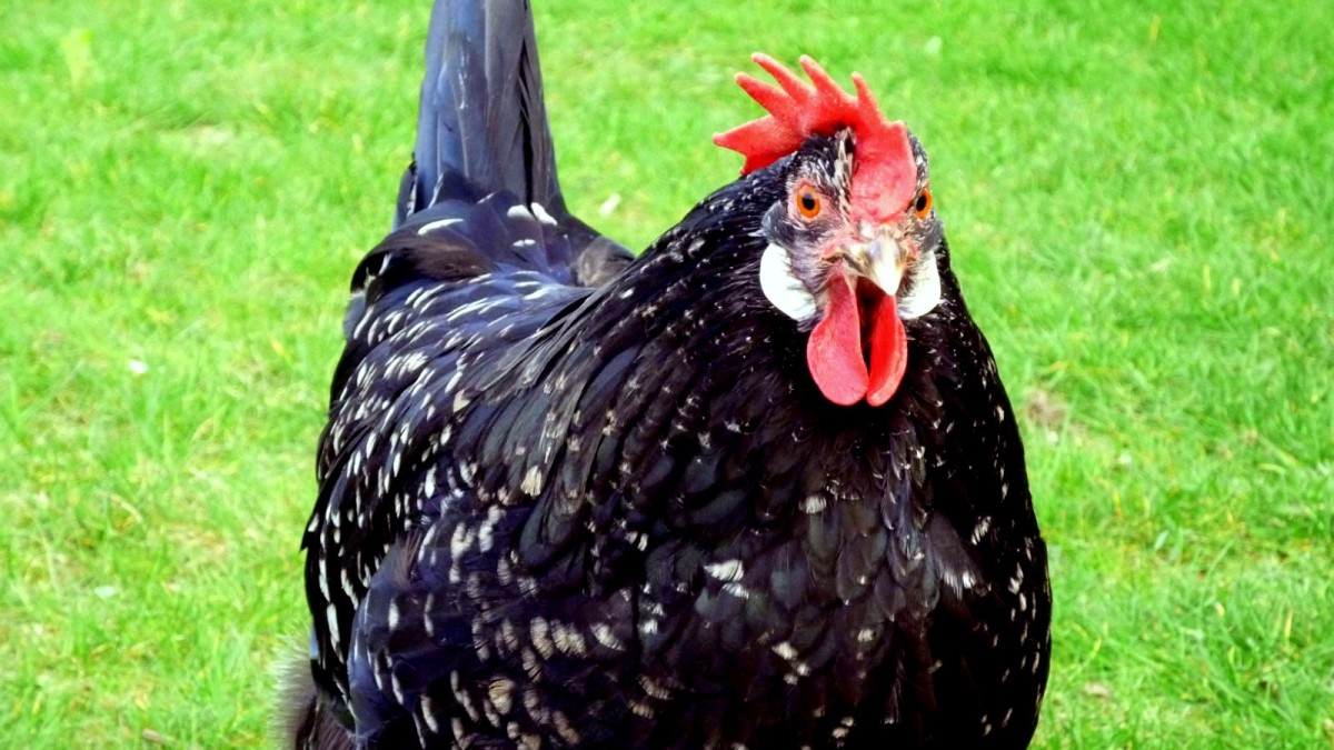 Guide to Backyard Chicken Breeds - Dengarden