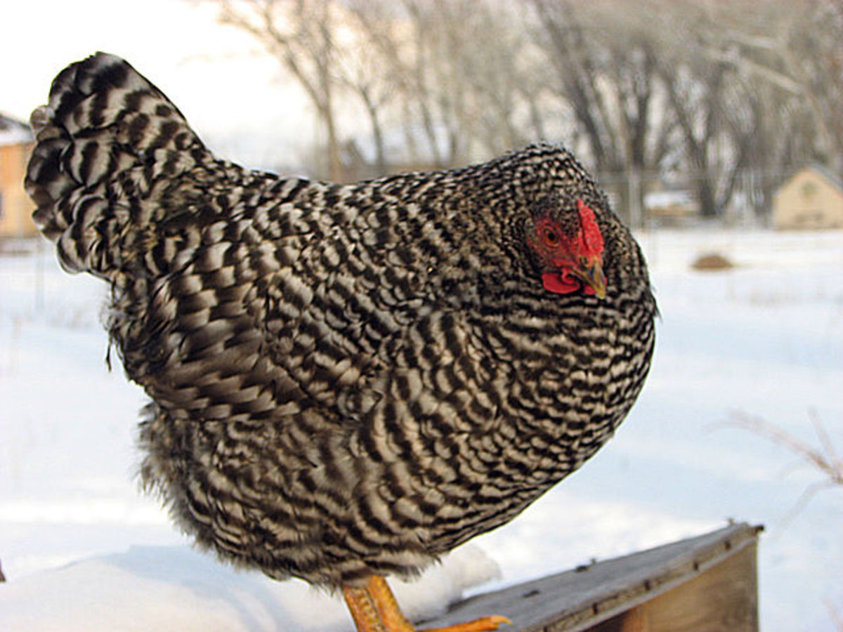 Guide to Backyard Chicken Breeds - Dengarden