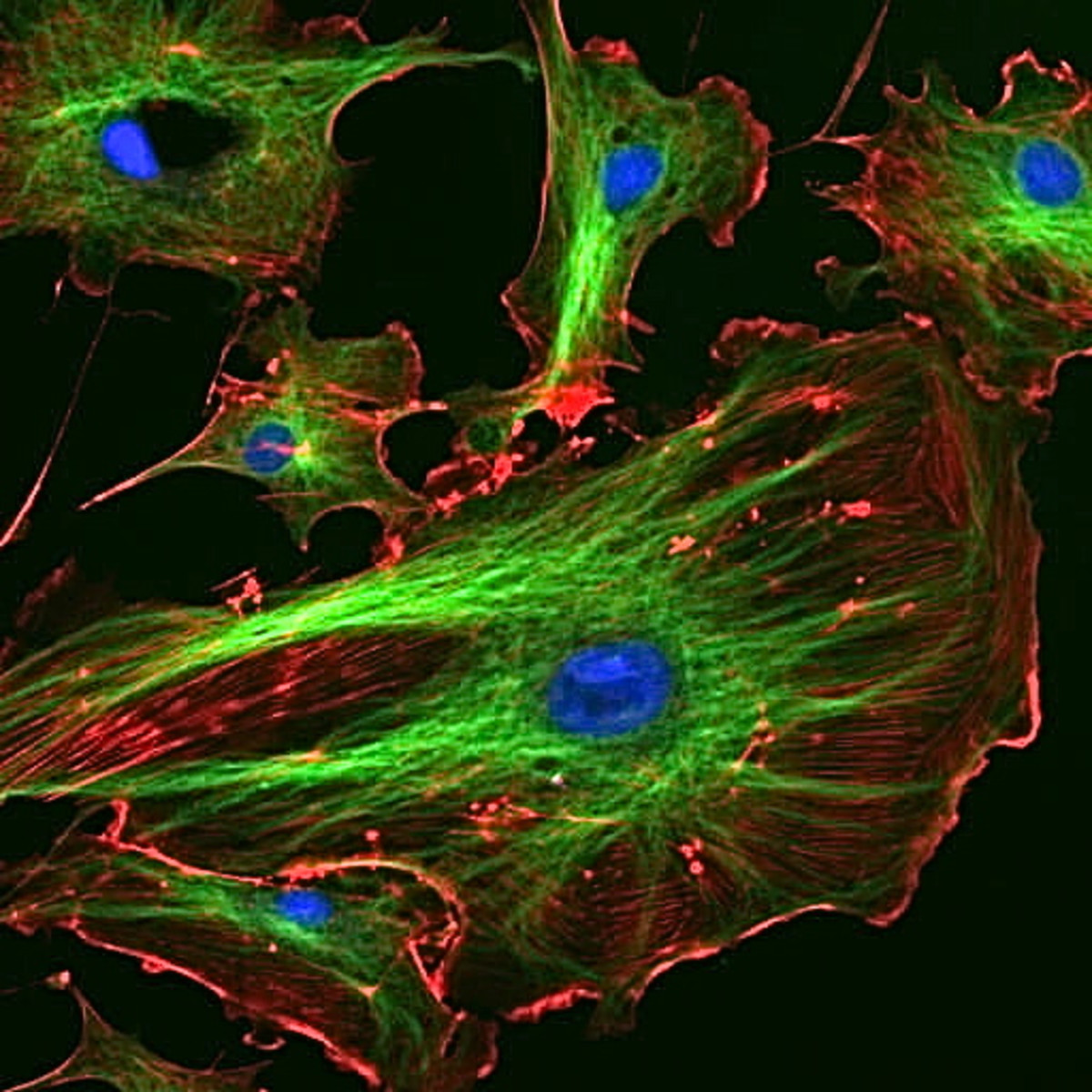 Protein Functions in the Human Body and in Our Cells - Owlcation