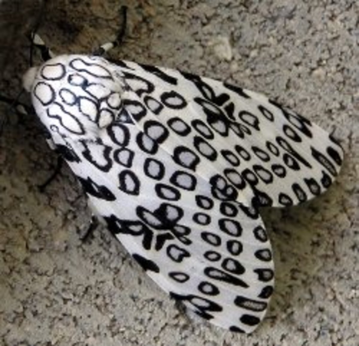 Black Fuzzy Caterpillar: The Giant Leopard Moth Caterpillar - Owlcation