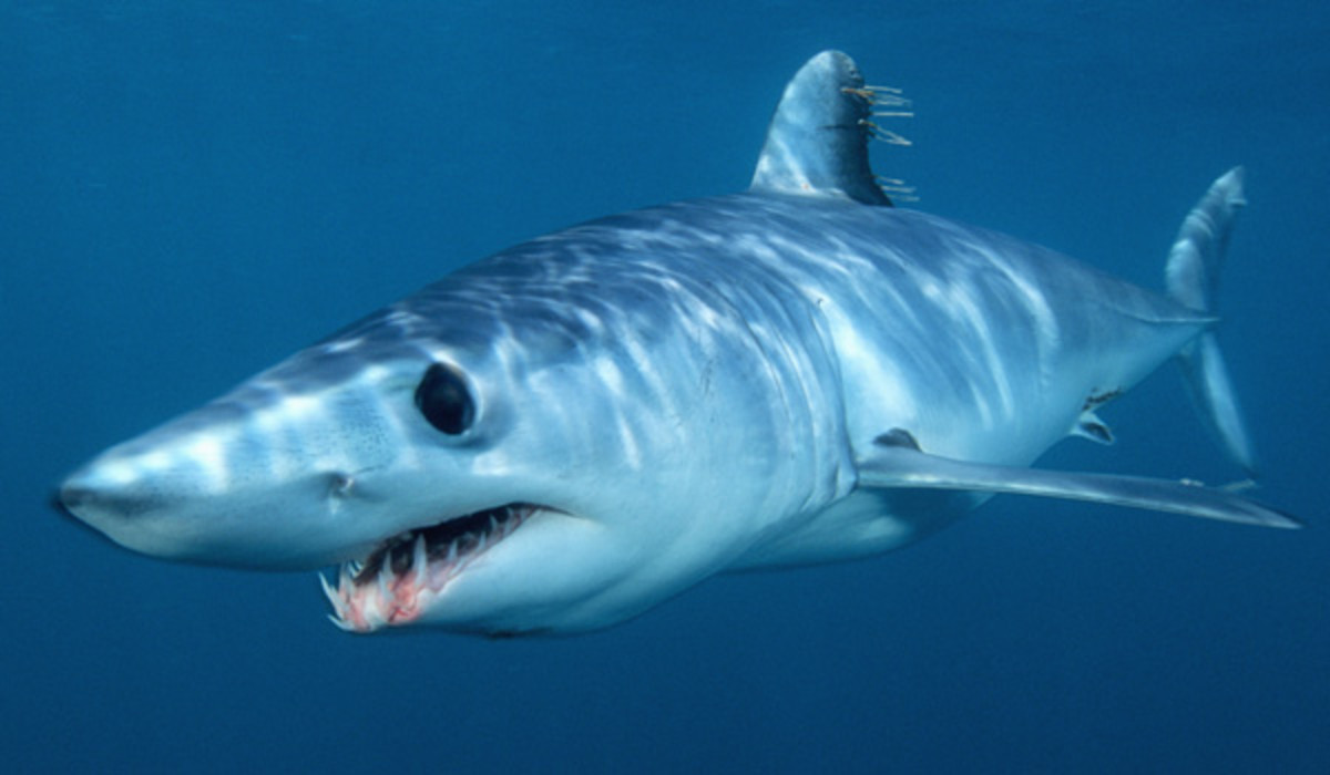 List of Types of Sharks in British Waters - HubPages