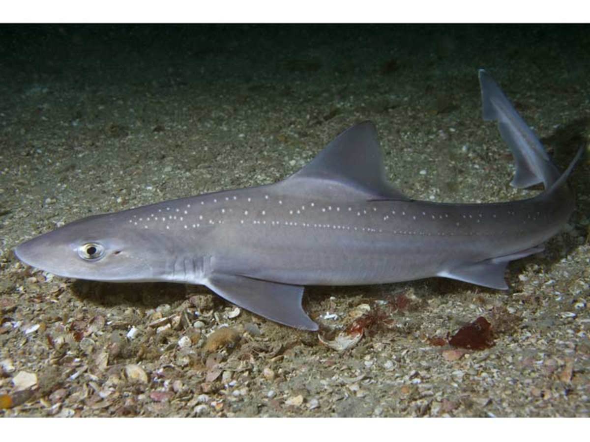 List of Types of Sharks in British Waters - HubPages