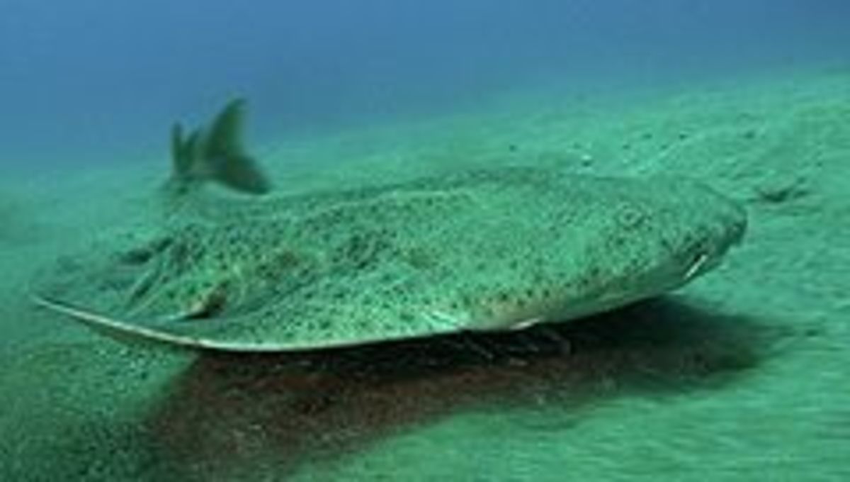 List of Types of Sharks in British Waters - HubPages