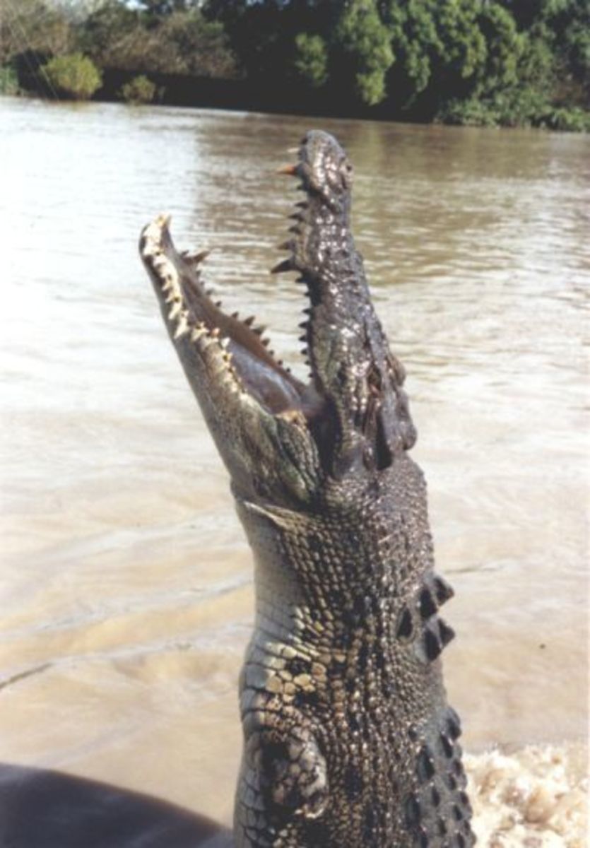 How to Survive and Avoid Animal Attacks - Owlcation