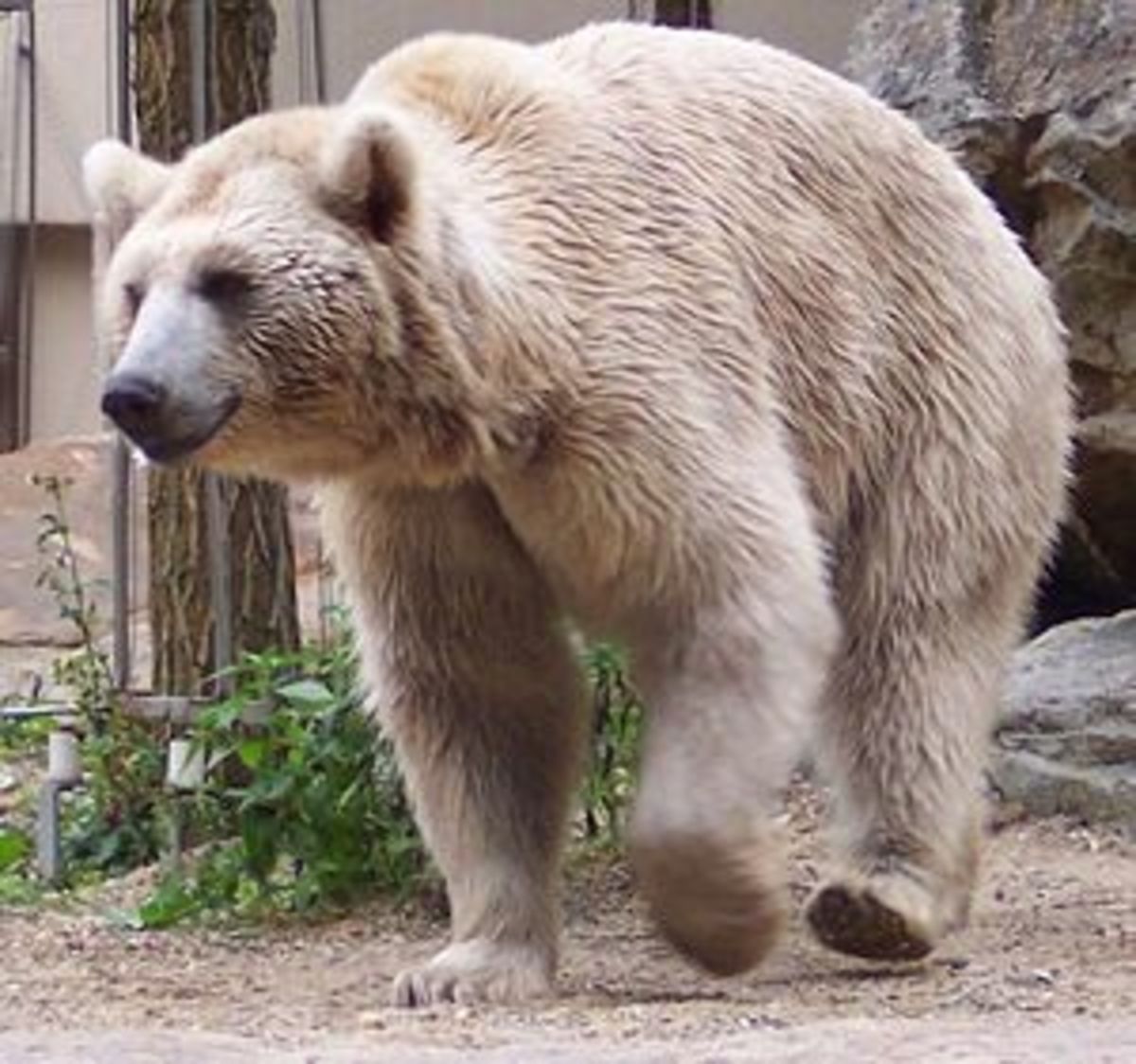 The Eurasian Brown Bear and the Syrian Brown Bear - Owlcation