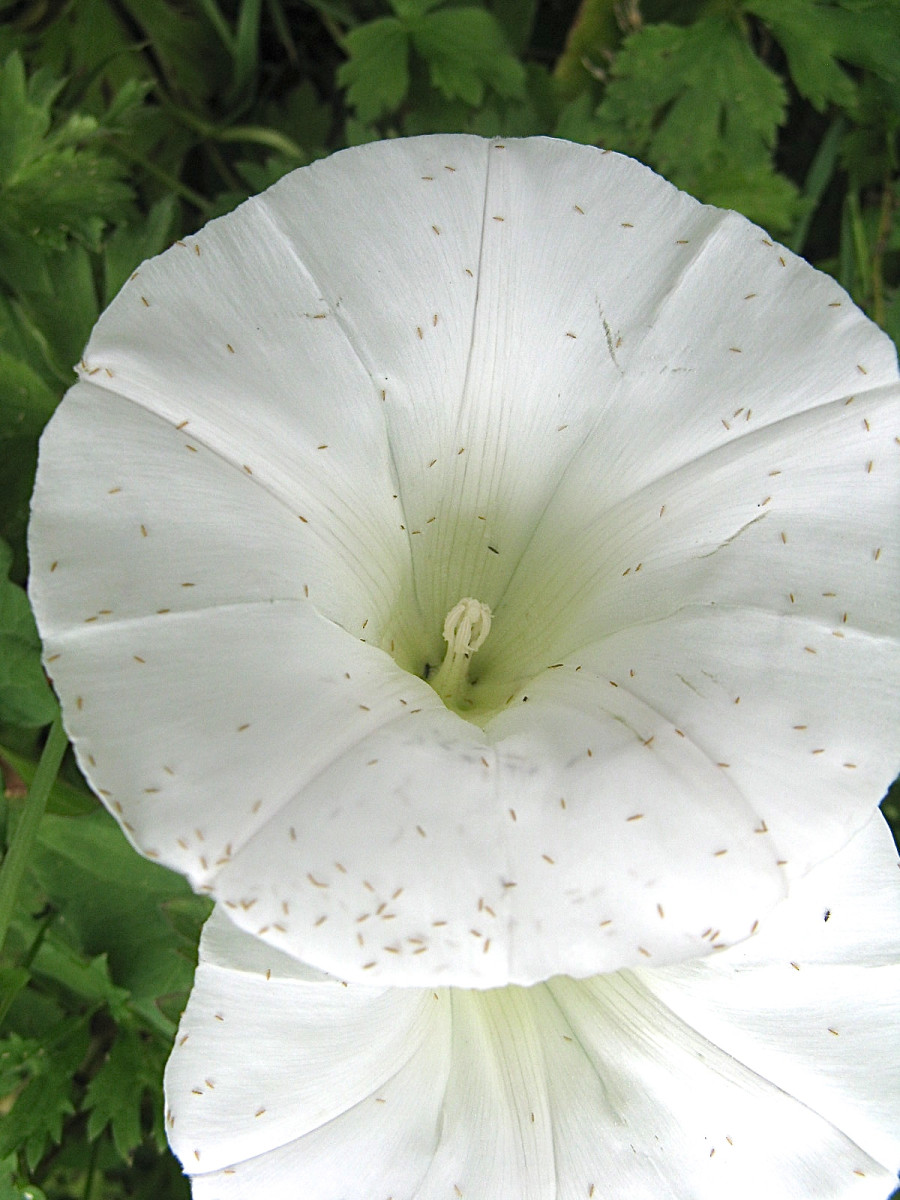 Hedge Bindweed, or Wild Morning Glory: An Invasive Plant - Owlcation