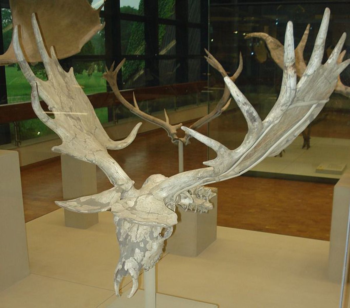 The European Megafauna - Owlcation