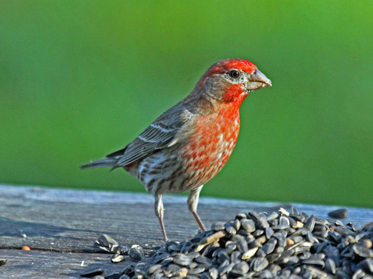 11 Backyard Birds of Western North Carolina - Owlcation