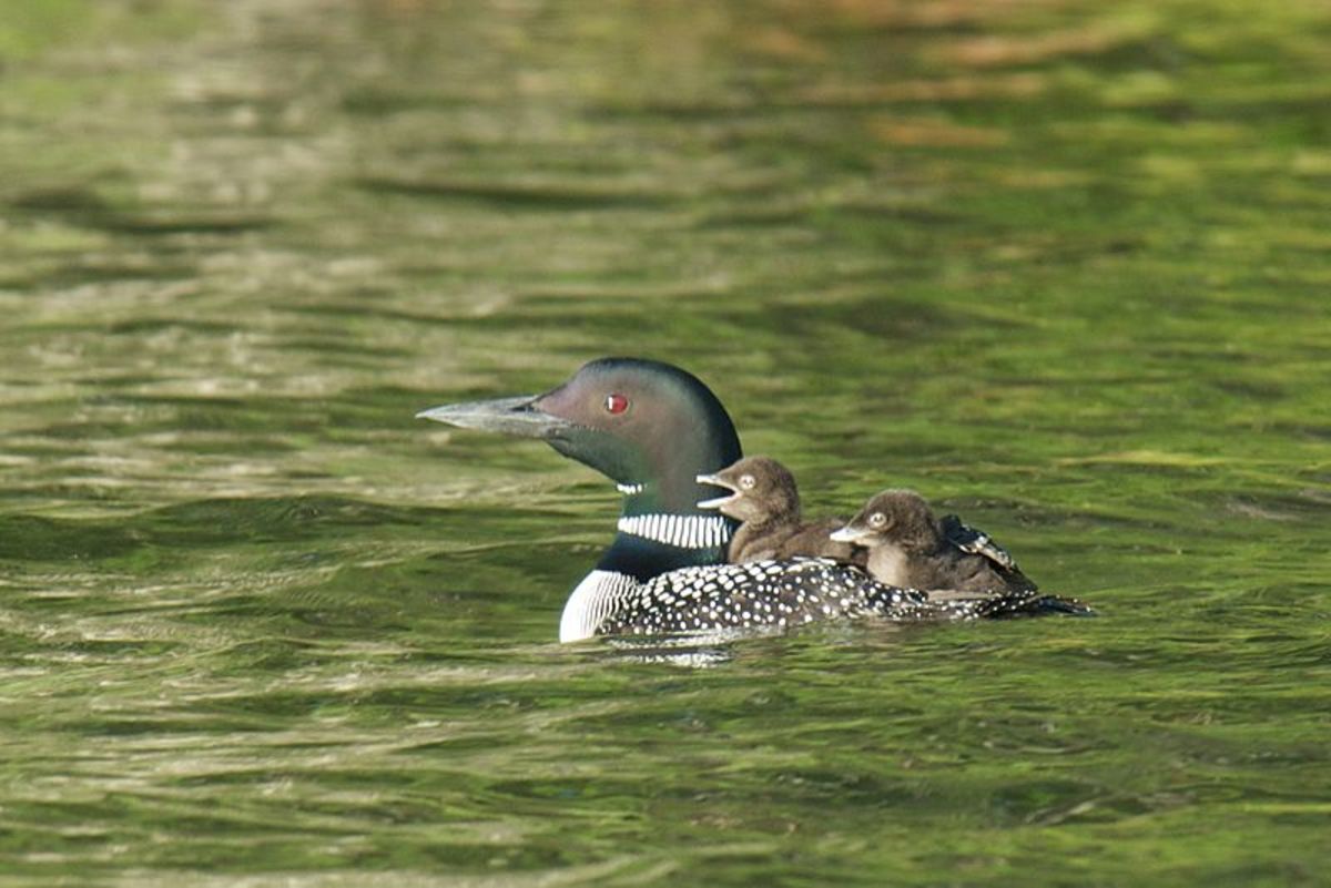 The Complete Guide to British Birds: Divers and Grebes - Owlcation