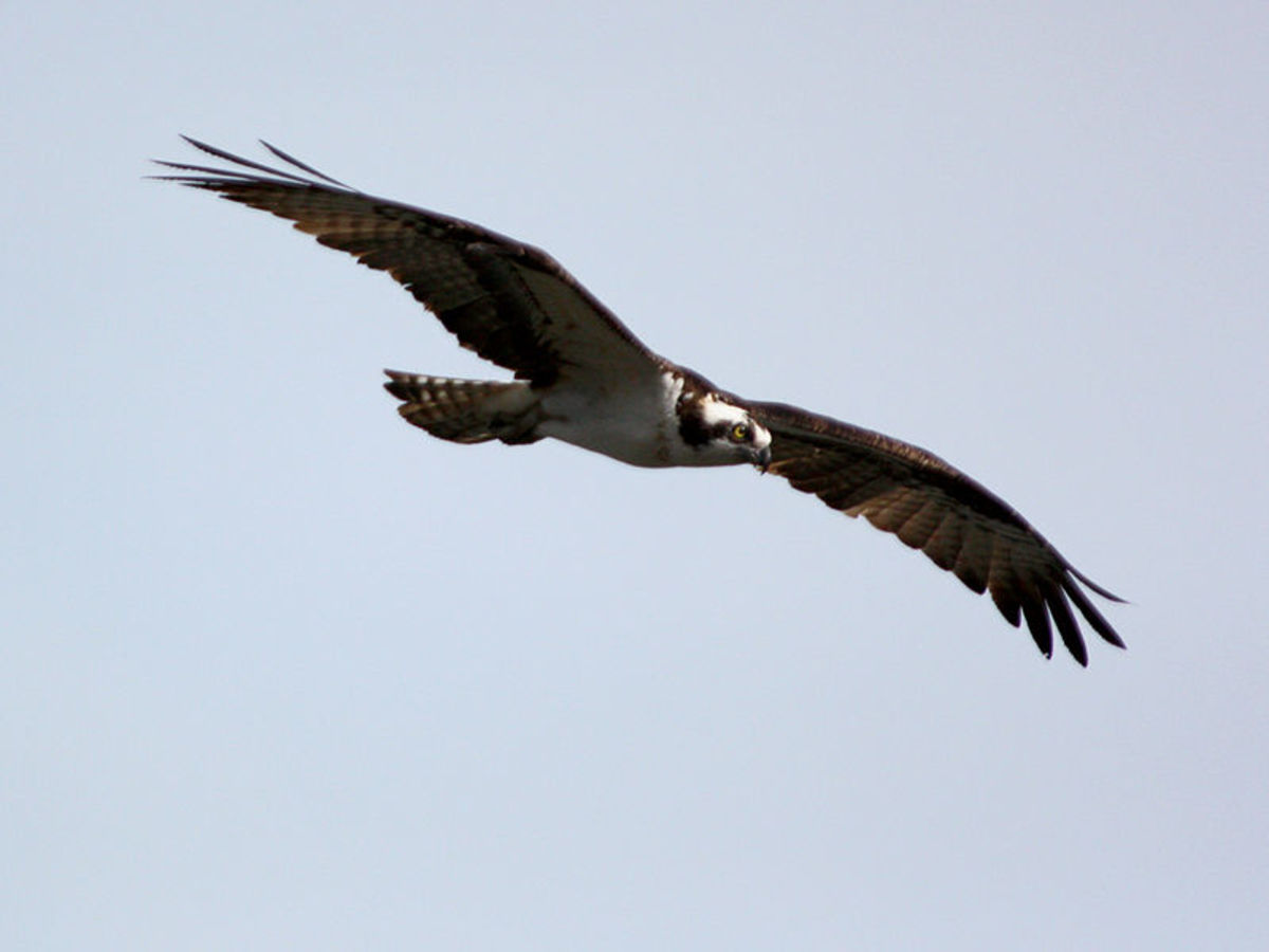 Birds of the Florida Everglades - Owlcation
