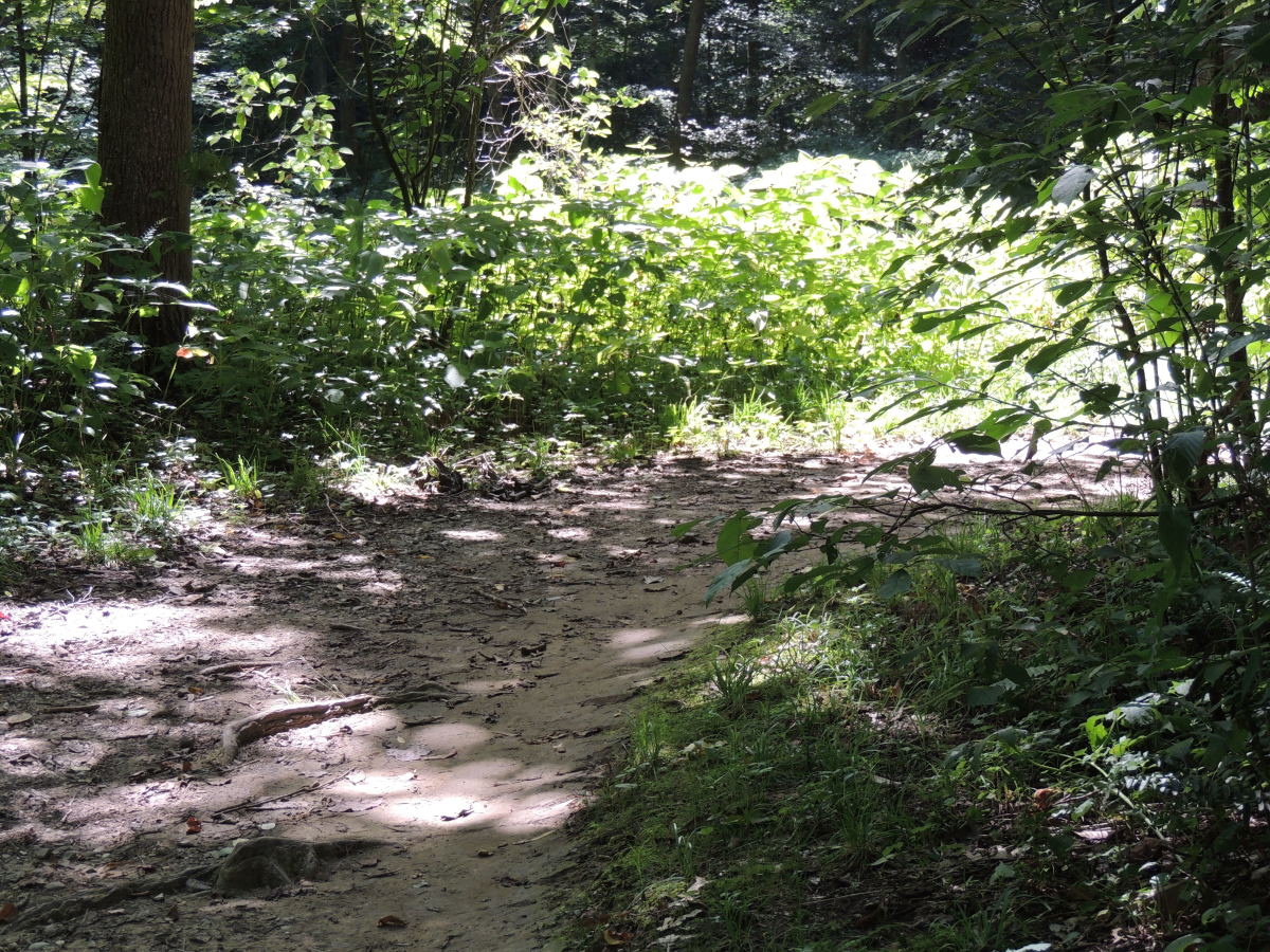 William Cullen Bryant and Two of His Poems: "To a Waterfowl" and ...