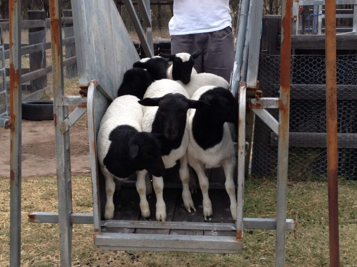 The Black Headed Dorper Sheep - Dengarden