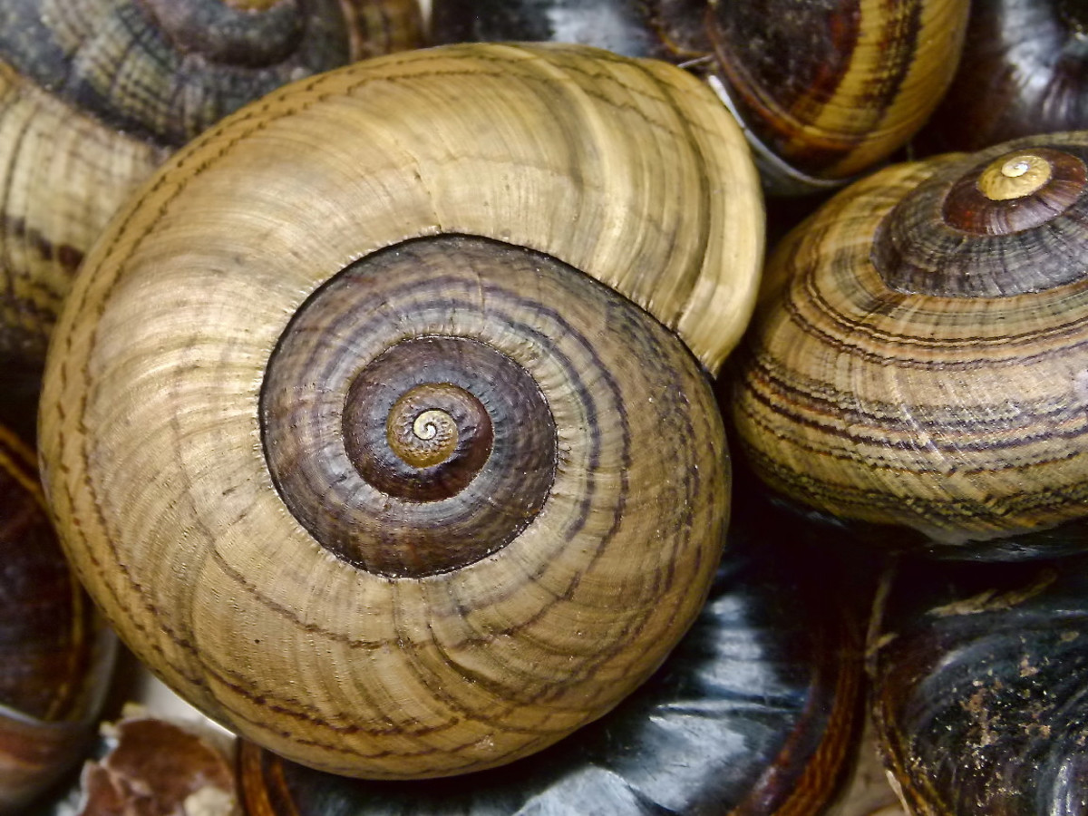 Giant African and New Zealand Land Snails: Fascinating Species - Owlcation