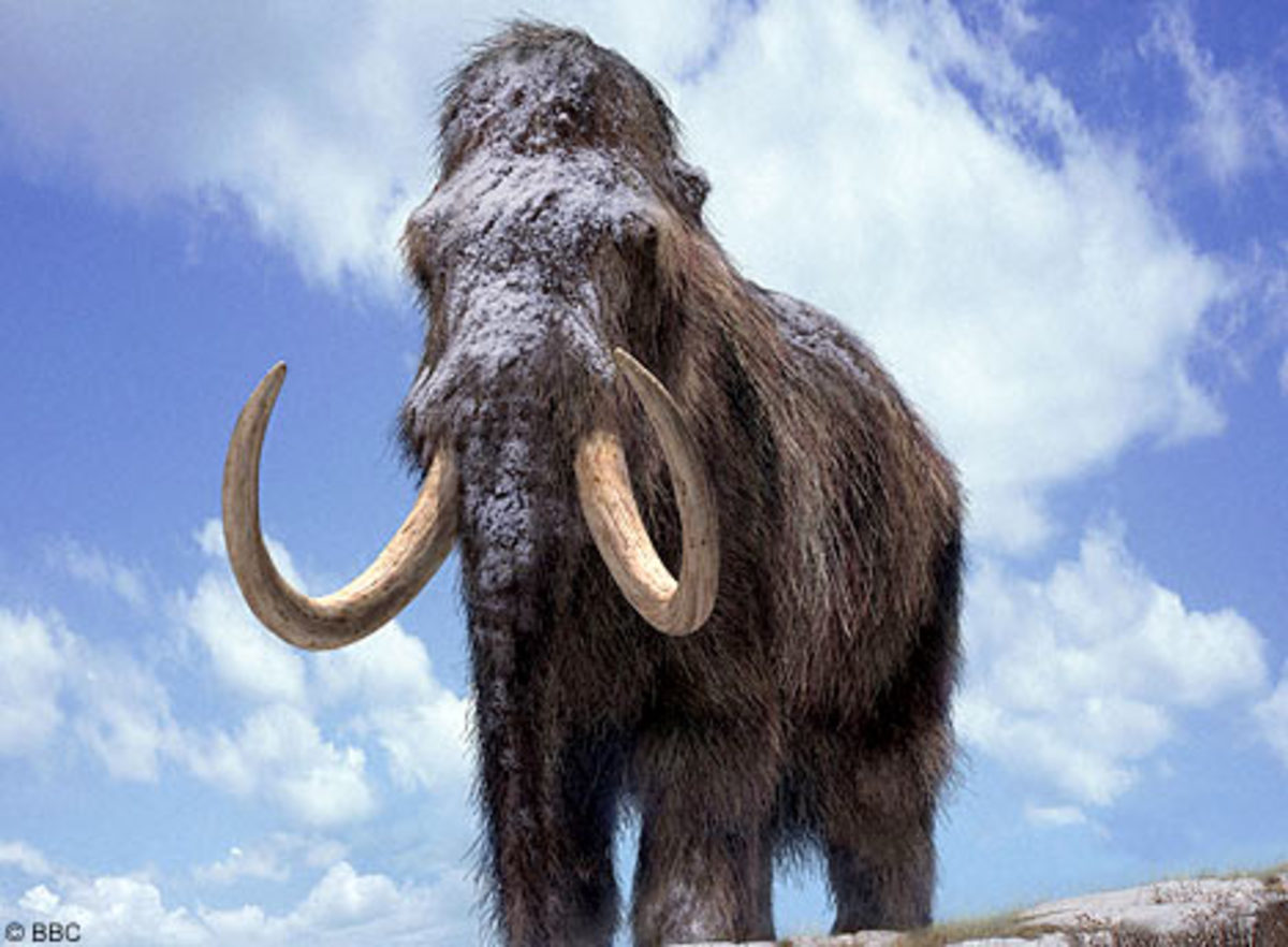 Extinct Animals You Might See Alive Someday Soon - HubPages