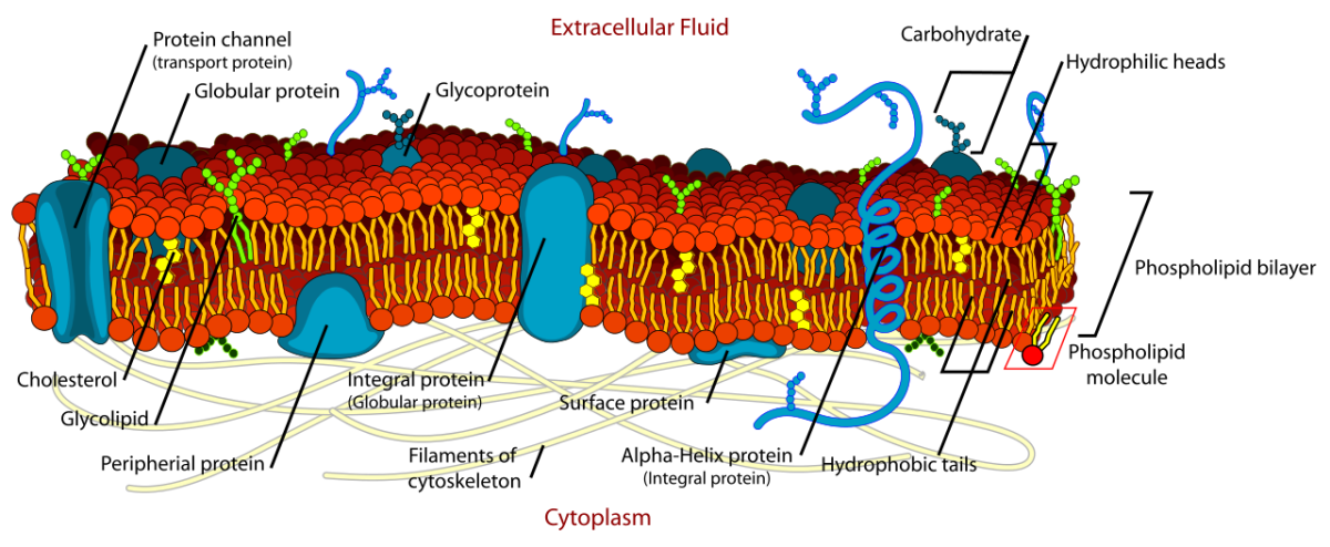 Fibronectin: A Cell Adhesion and Blood Clotting Protein - Owlcation