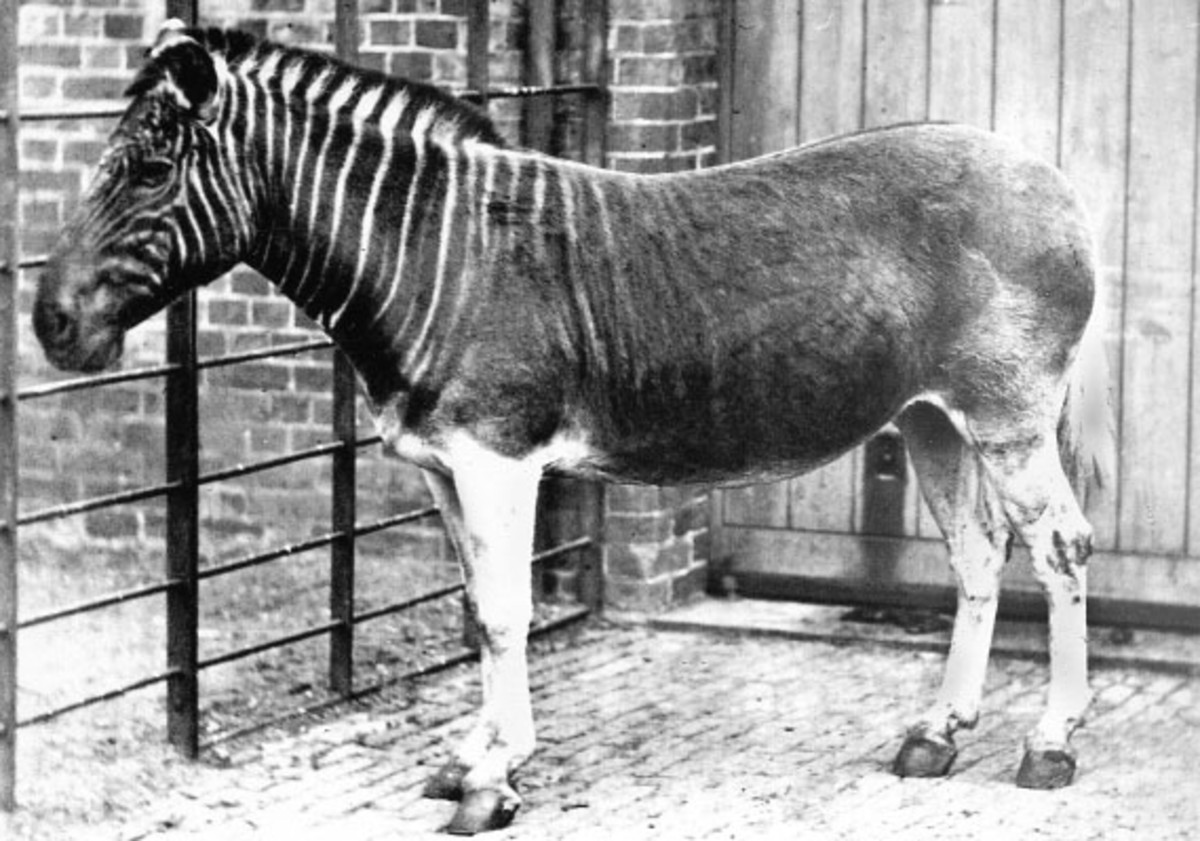 The 15 Most Beautiful Extinct Animals to Ever Live - HubPages