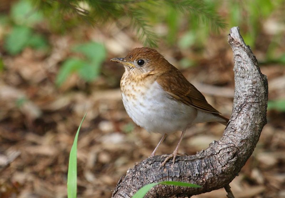 North Carolina Thrush Birds - Owlcation