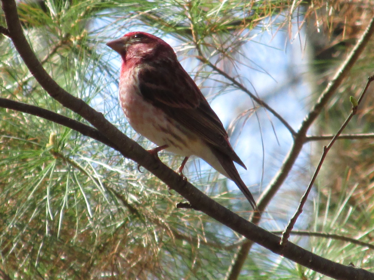 How Do Birds Get Their Colors? - HubPages
