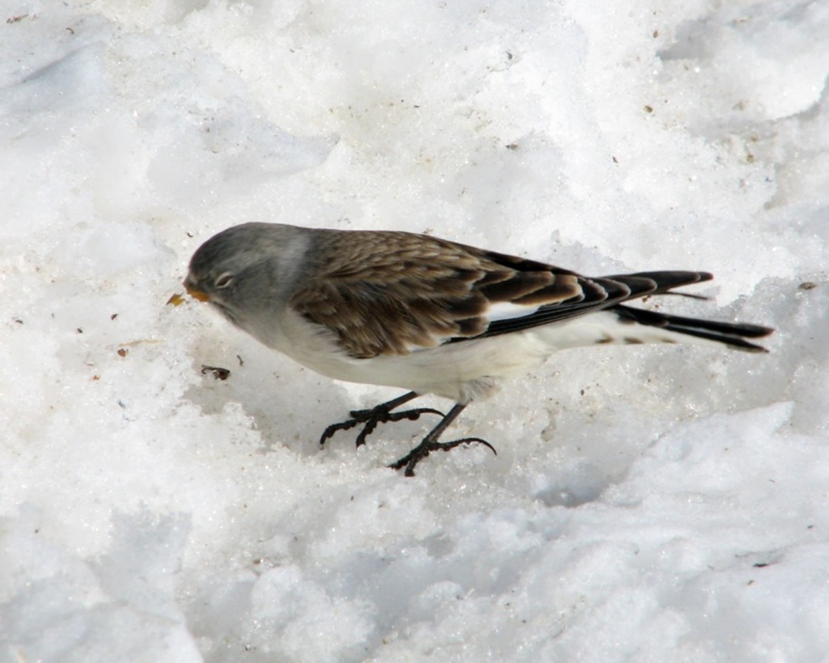 Finches Come in All the Colors of the Rainbow - Owlcation