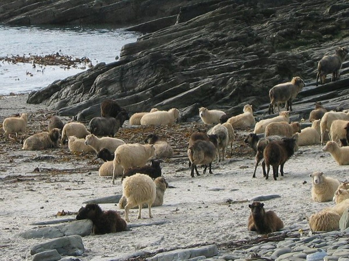 The Finfolk of Orkney Folklore - Owlcation