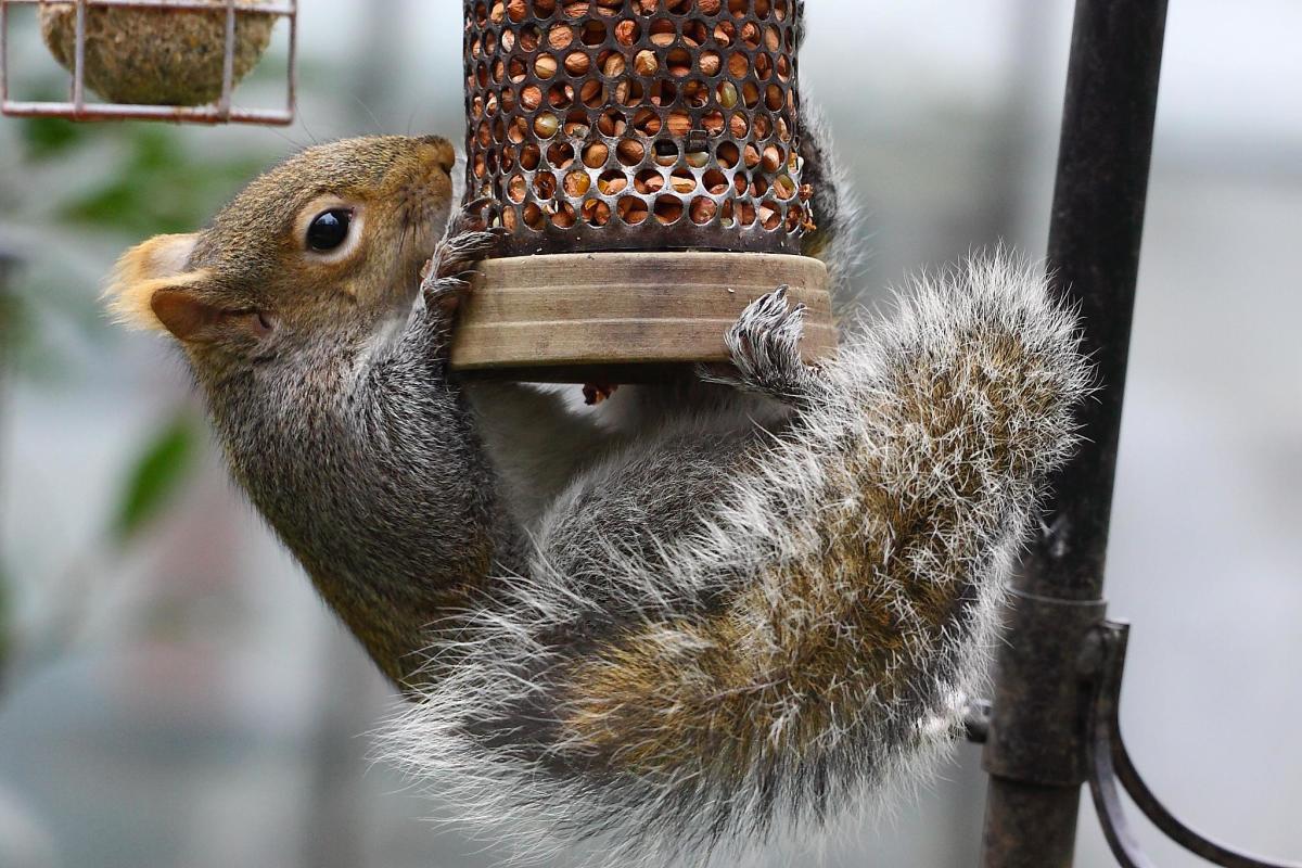 What Squirrels Can Teach Us About Being Human - HubPages