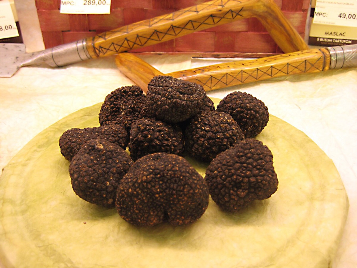 Trees, Mycorrhizae, and Truffles: Beneficial Fungi - Owlcation