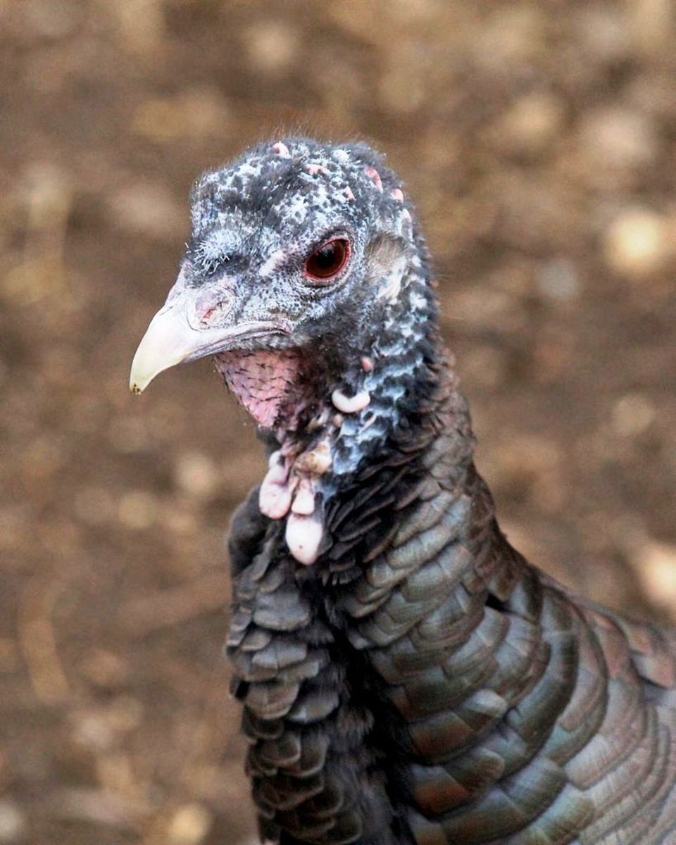 3 Lessons Turkeys Can Teach Us About Life - HubPages