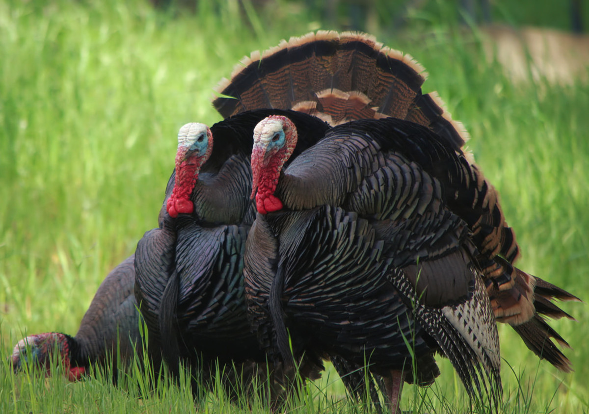 3 Lessons Turkeys Can Teach Us About Life - HubPages